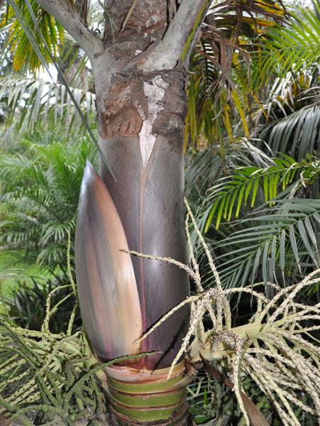 Palm Adaptations DISCUSSING PALM TREES WORLDWIDE PalmTalk palm-adaptations-discussing-palm-trees-worldwide-palmtalk